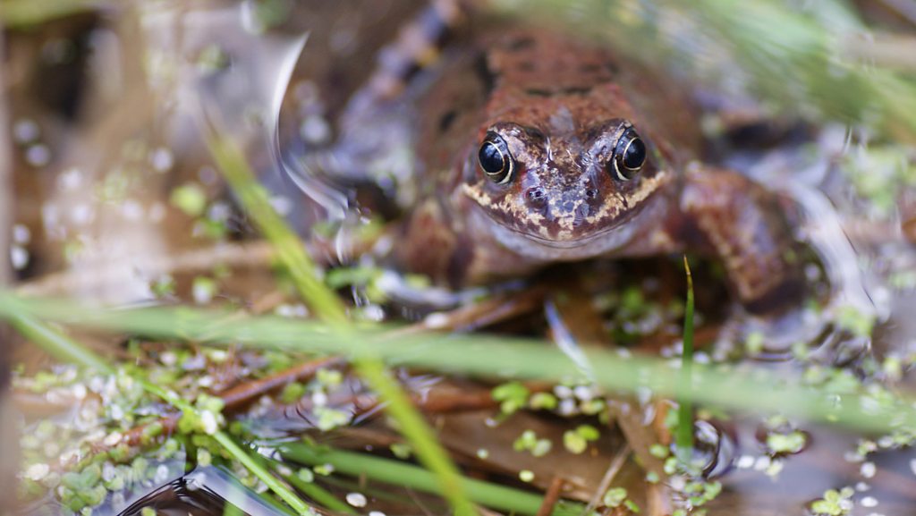 Signs of Spring - Signs of Spring - BBC
