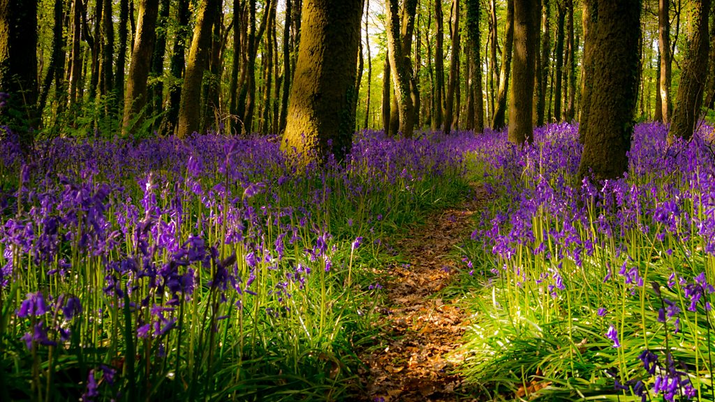 Springwatch 2015: Day one - Springwatch 2015 - BBC