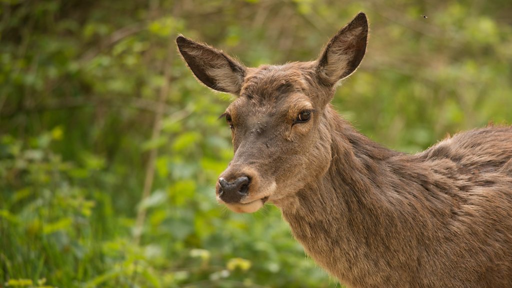 Springwatch: Day 13 - Springwatch 2015 - BBC