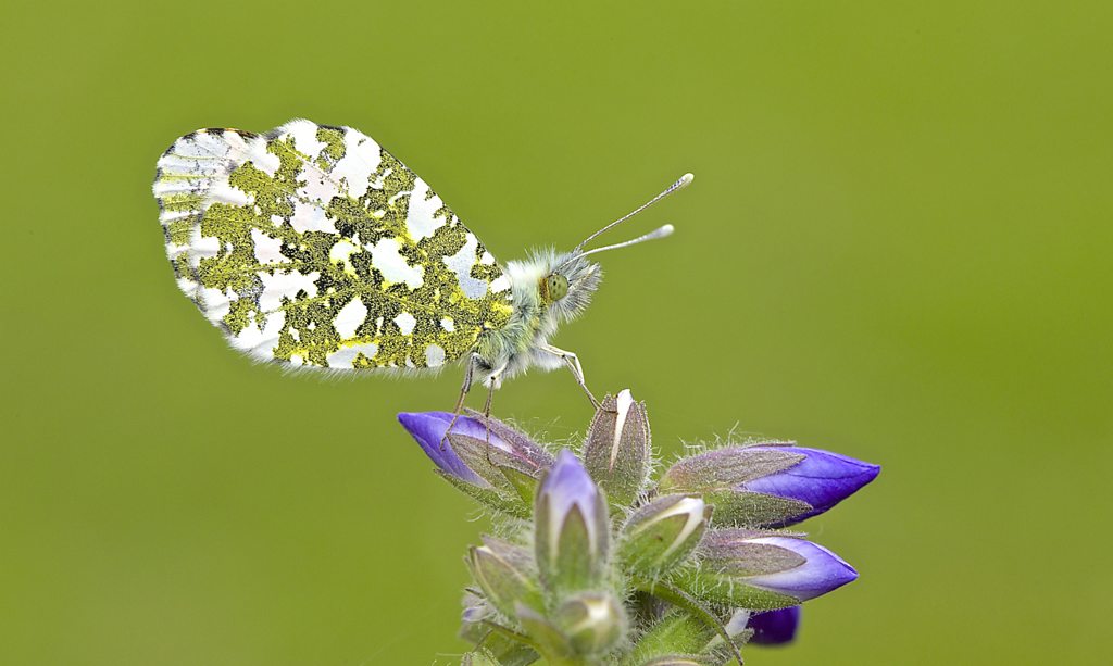 Springwatch 2017 - Springwatch 2017 - BBC
