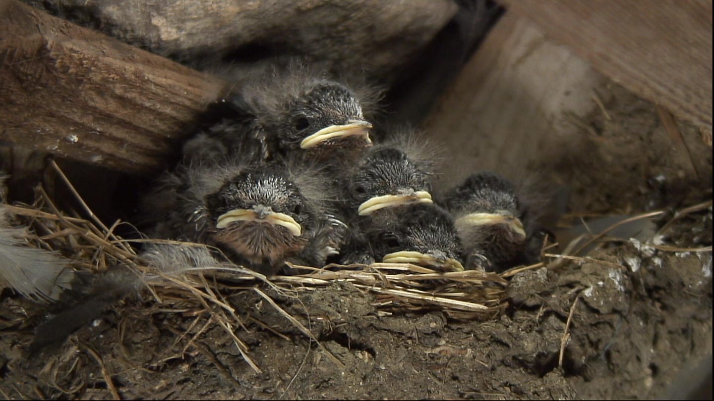 Springwatch 2017 - Springwatch 2017 - BBC