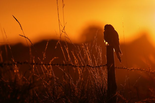Autumnwatch 2016 - Autumnwatch 2016 - BBC